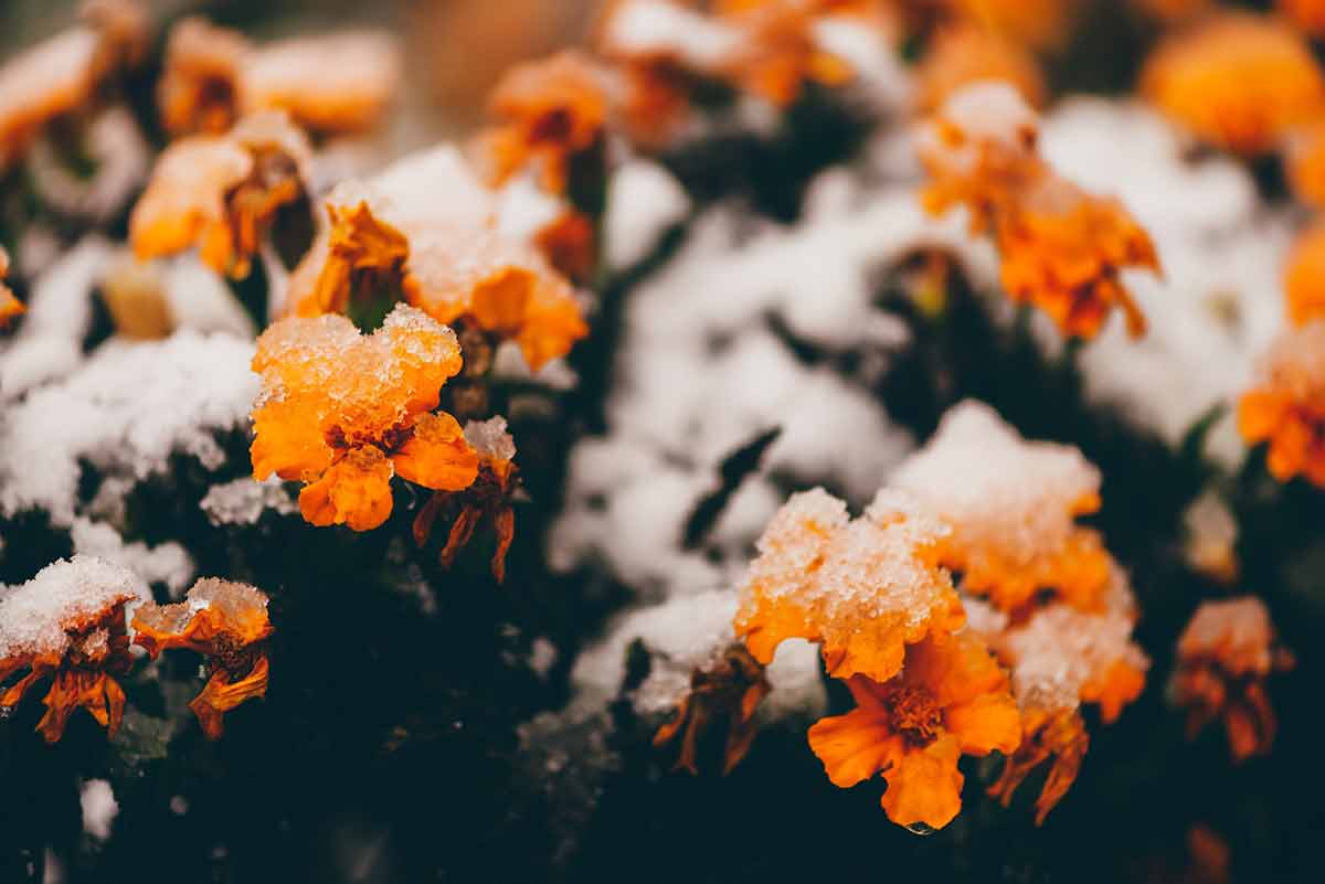 Comment soigner les maladies des plantes en hiver - Comment Faire Comment soigner les maladies des plantes en hiver - Comment Faire
